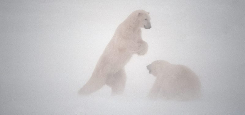 Born to ice: In conversation with Paul Nicklen - Oceanographic
