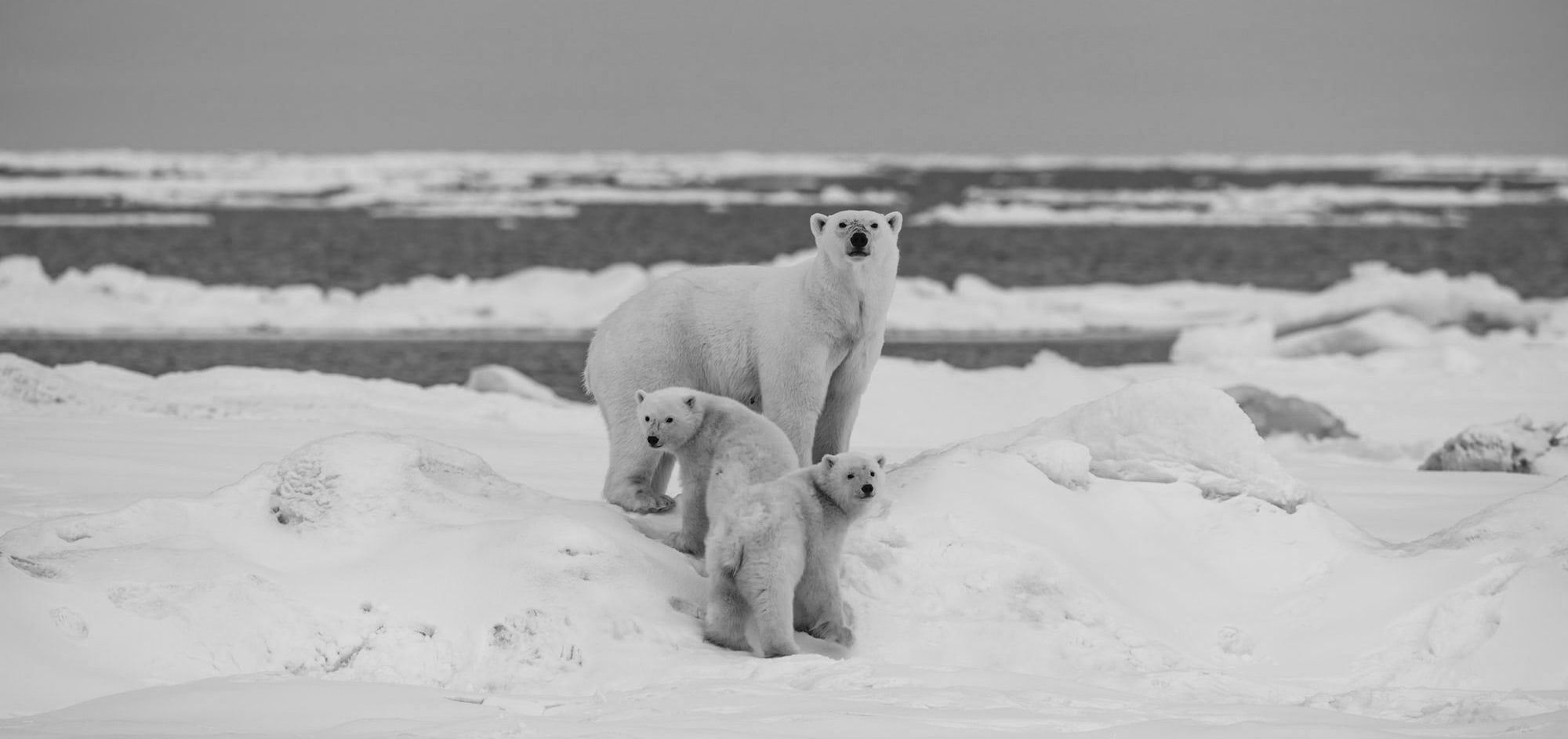 On a mission to save the Arctic Ocean - Oceanographic
