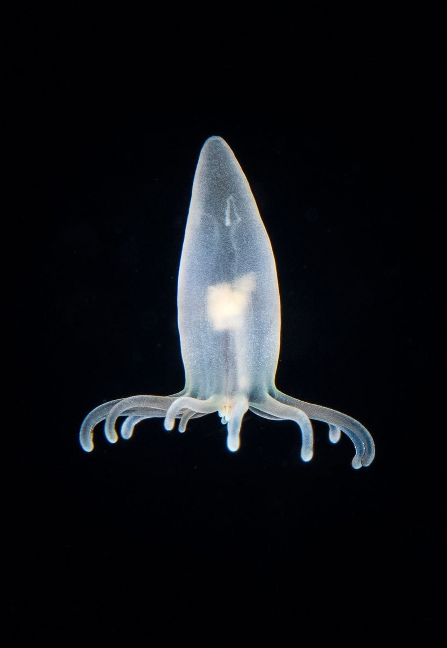 Blackwater illuminations: Diving into the deep - Oceanographic