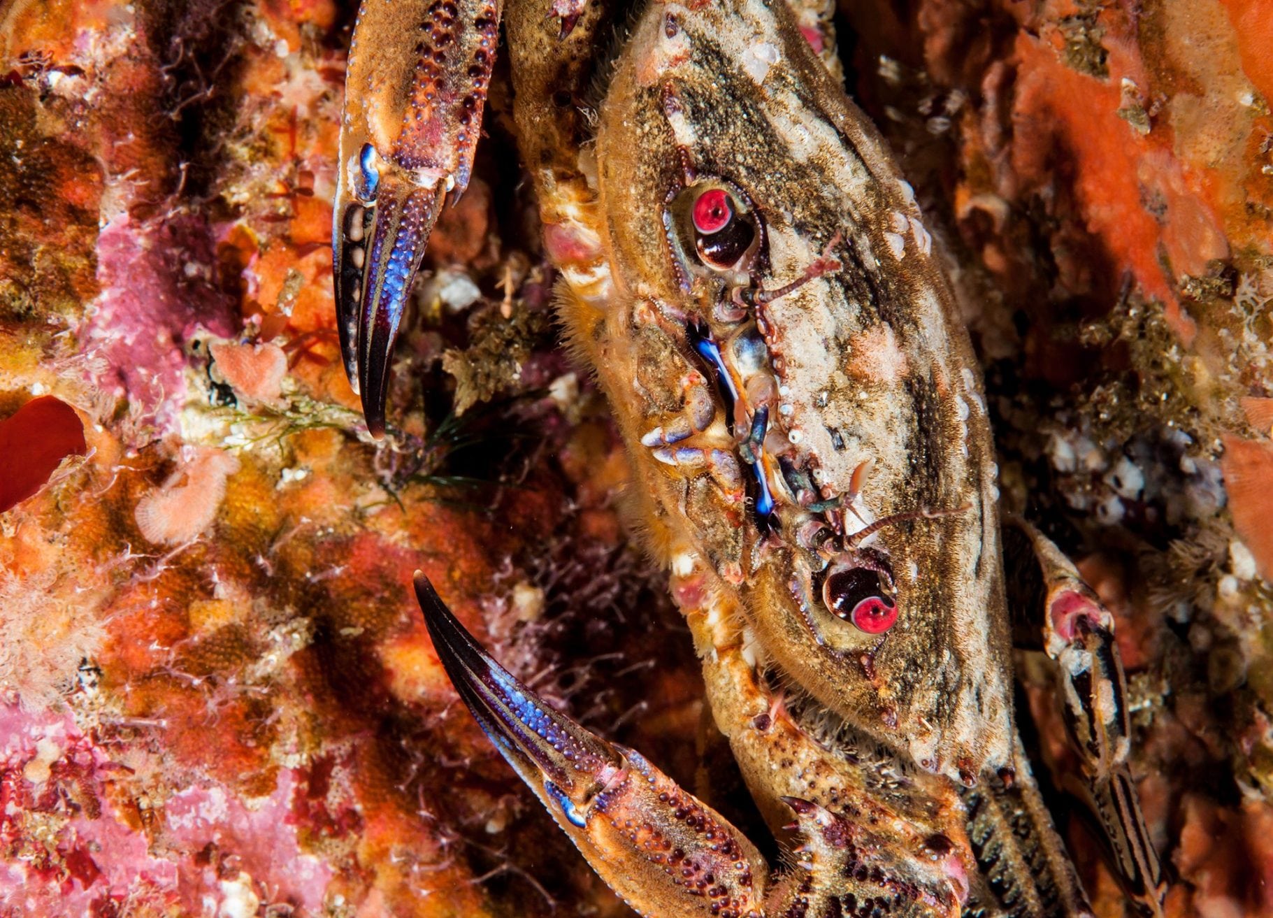 The wildlife of Scotland's North Rona – Oceanographic