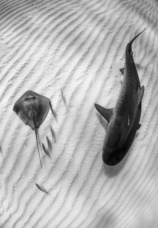 Backyard treasures: The turtles and sharks of South Florida - Oceanographic