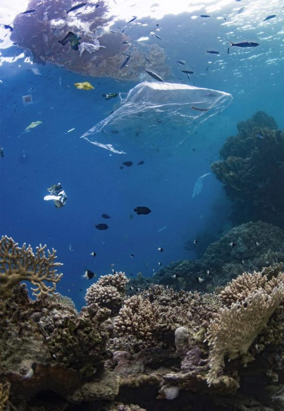 Losing my reef to litter - Oceanographic