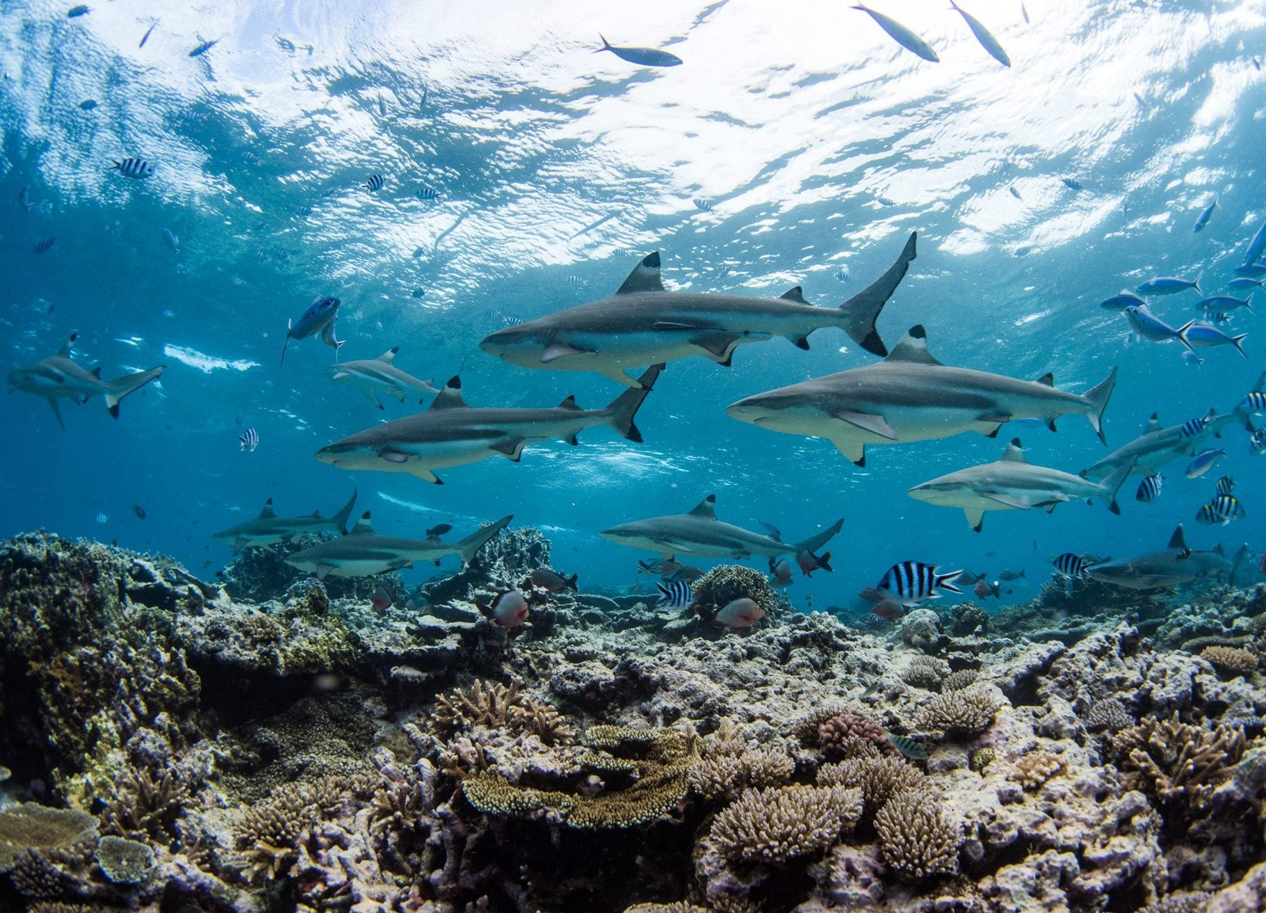Shark baiting: The debate - Oceanographic