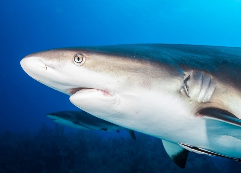 Shark baiting: The debate - Oceanographic