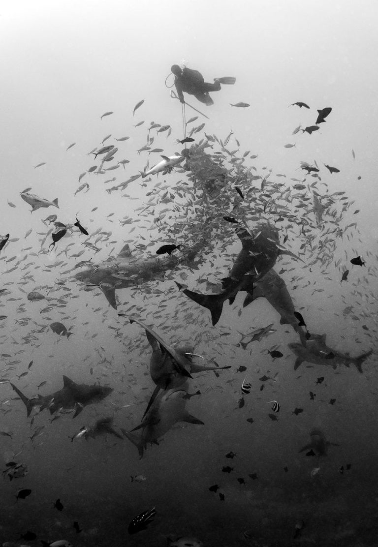 Shark baiting: The debate - Oceanographic