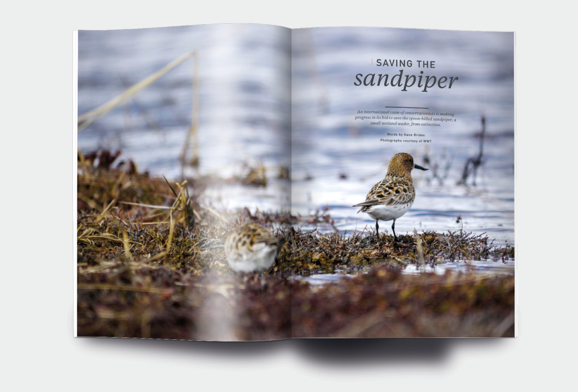 Issue 05 / Cinematic conservation - Oceanographic Magazine