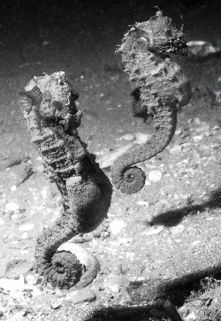 Seahorse conservation: Protecting the dragon's child - Oceanographic
