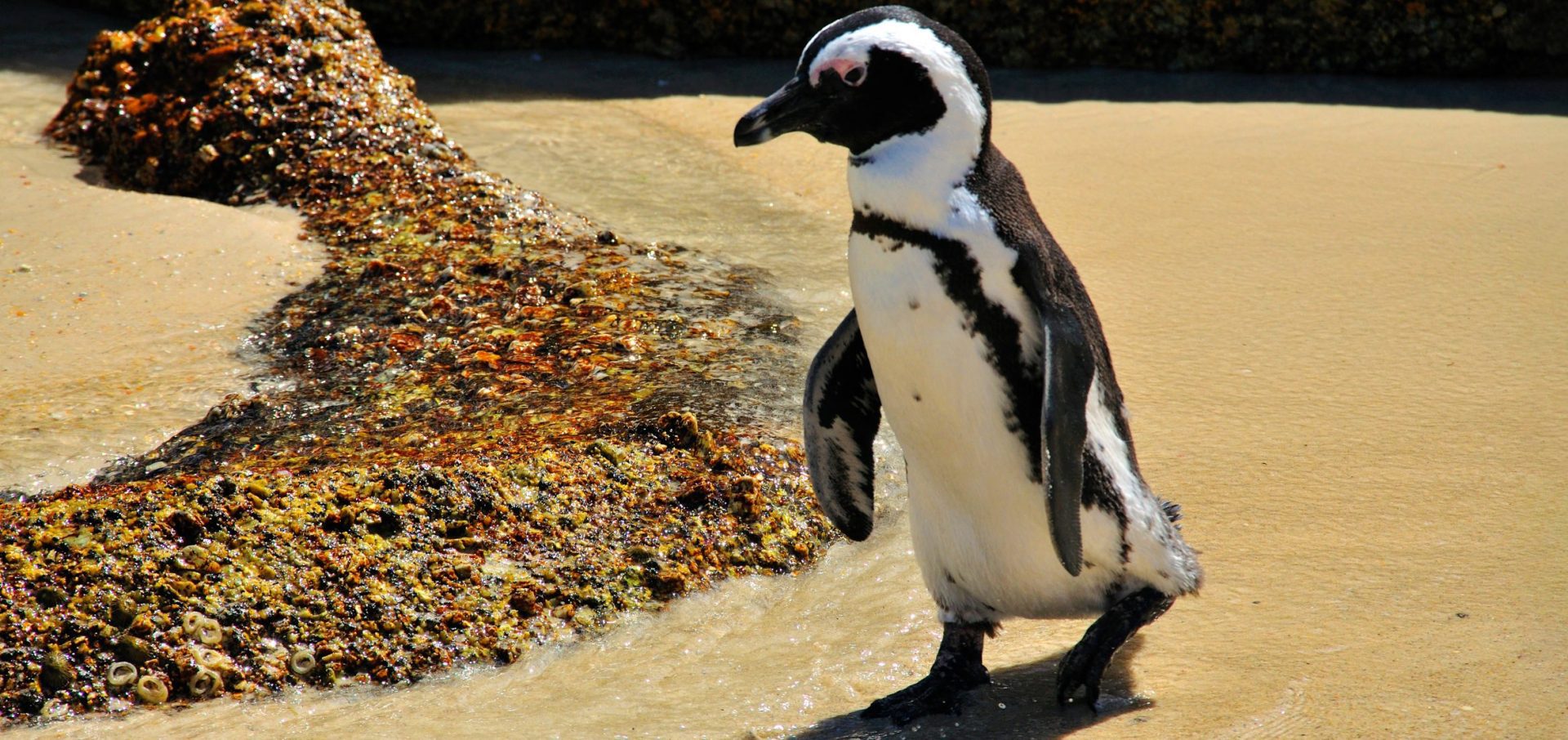 African penguin behaviour could help dictate fishery management ...
