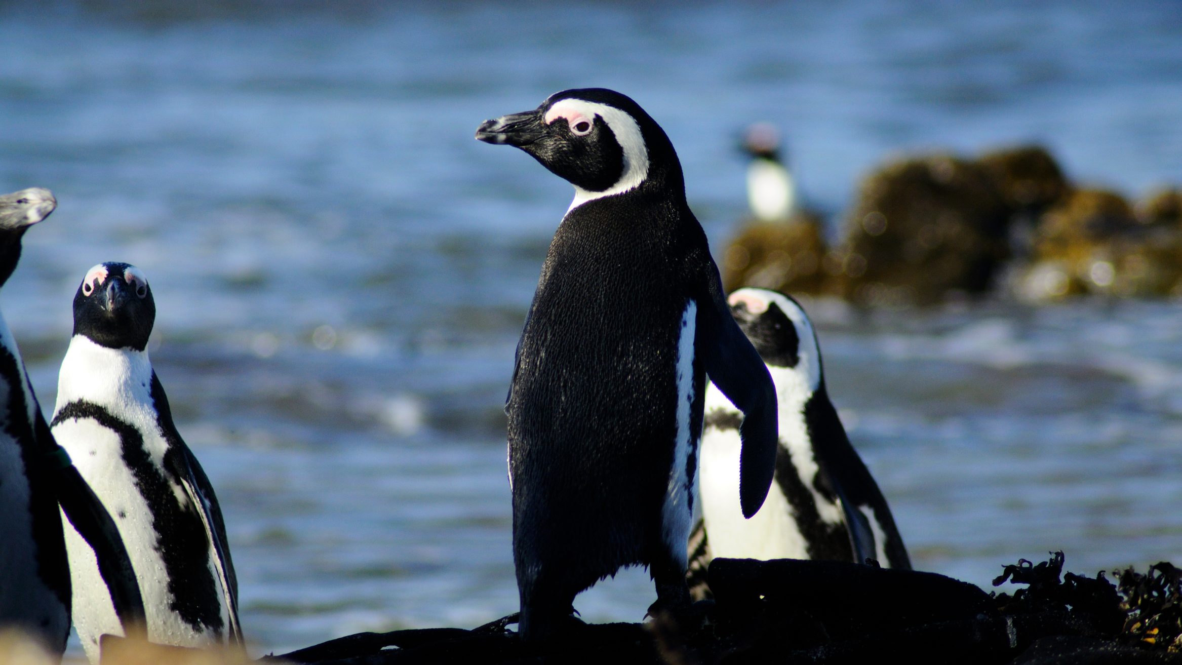 African Penguin Behavior
