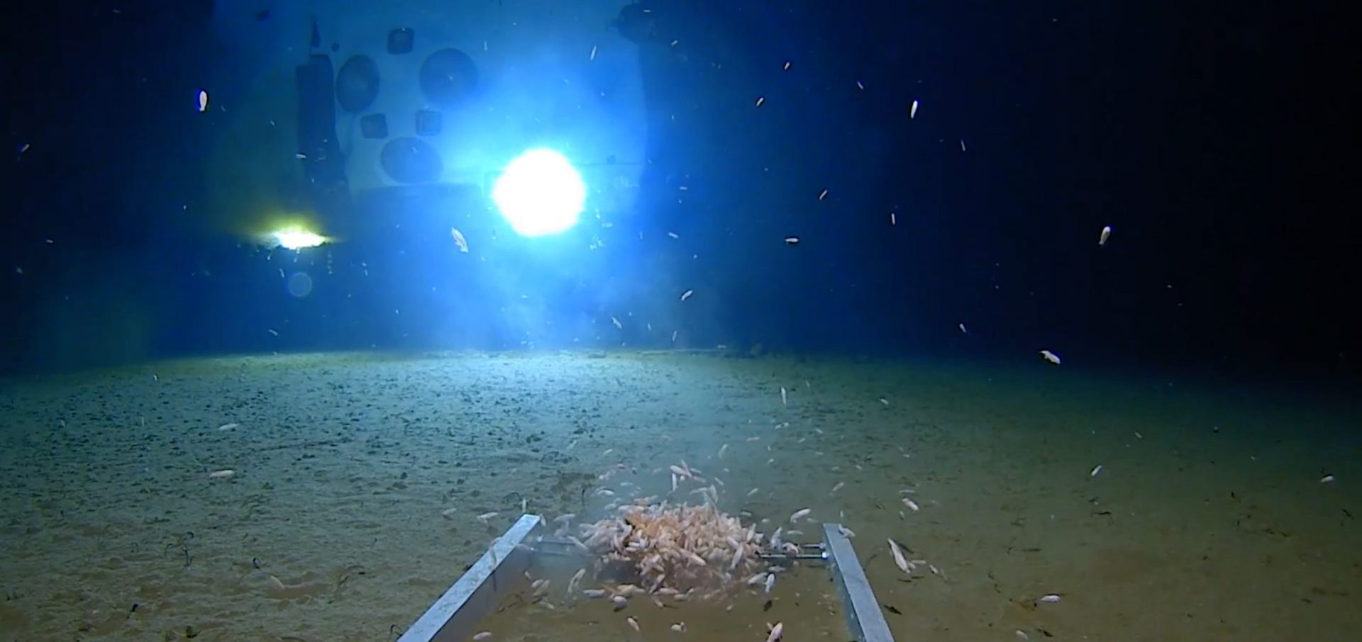 Deepest submarine dive reveals plastic debris at the ocean floor ...