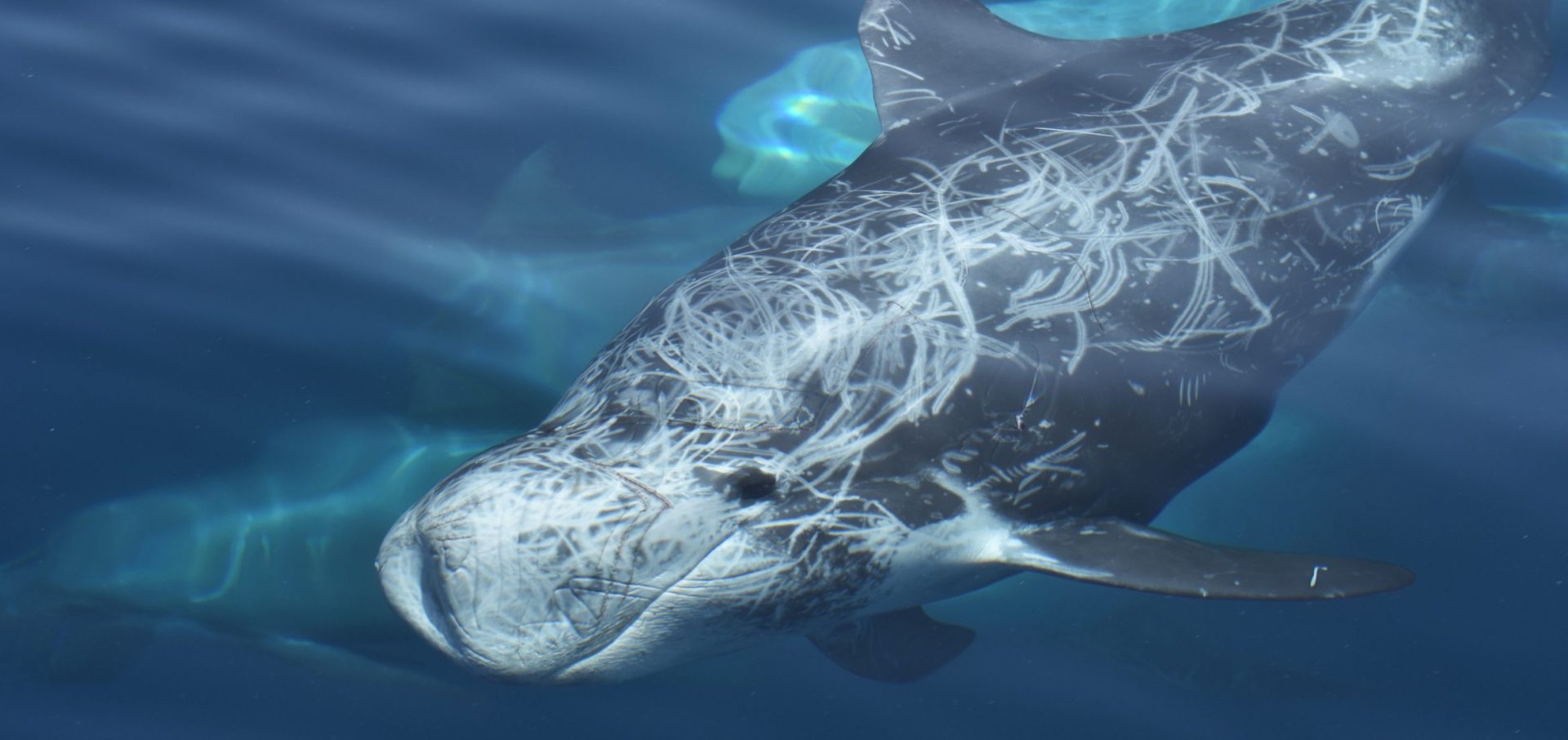 Understanding the Risso's dolphin's scars - Oceanographic