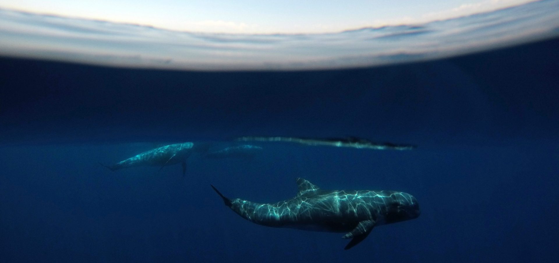 Understanding the Risso's dolphin's scars - Oceanographic