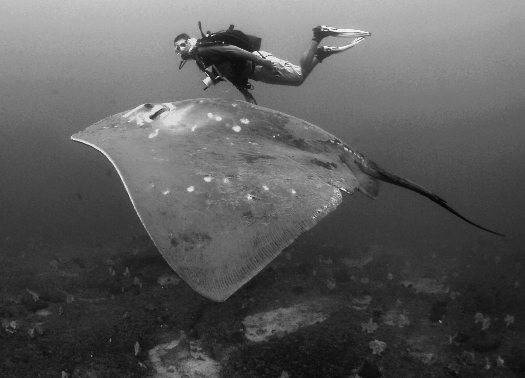 Brief encounters with the smalleye stingray - Oceanographic