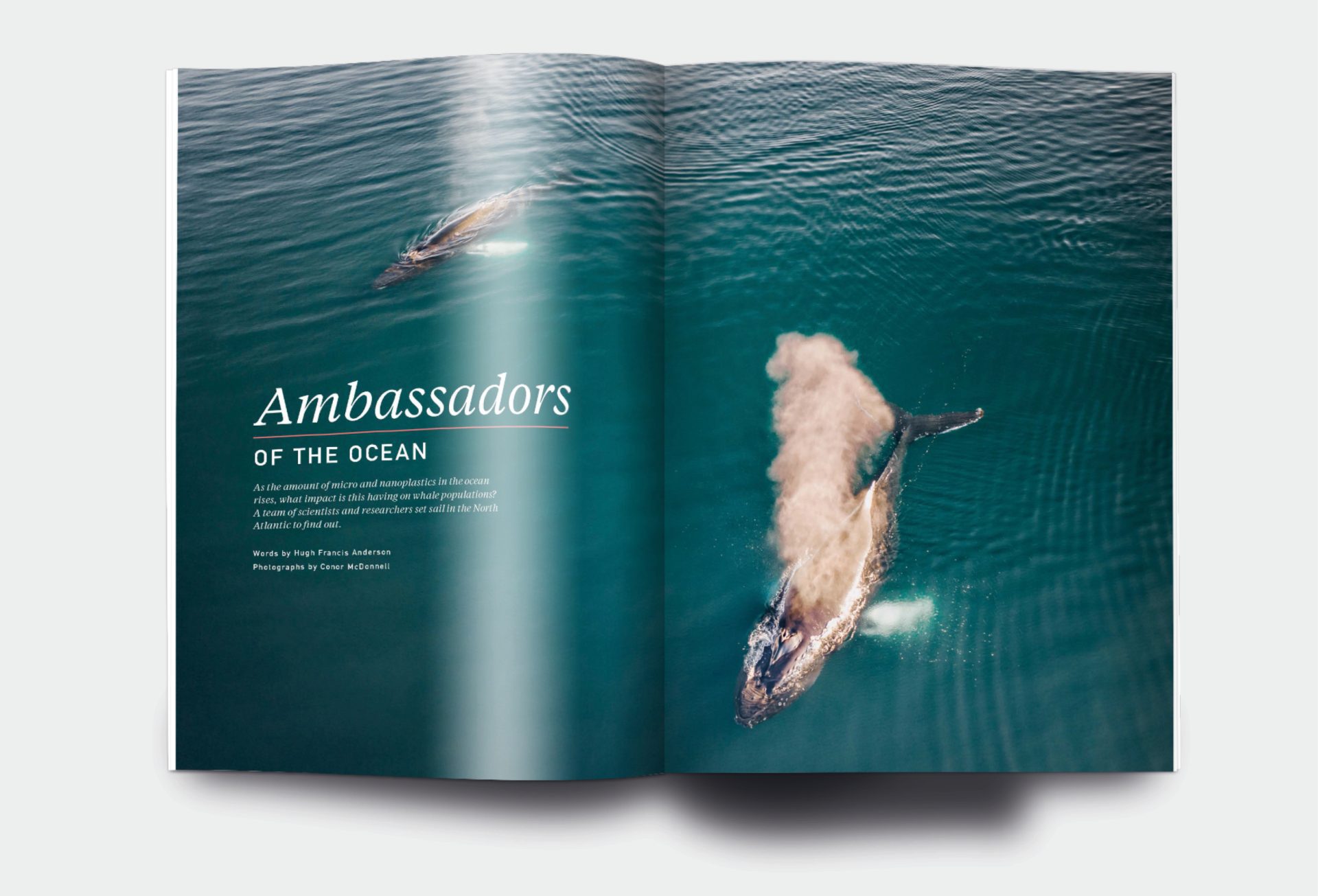 Oceanographic Magazine / Issue Eight / The billion $ shark