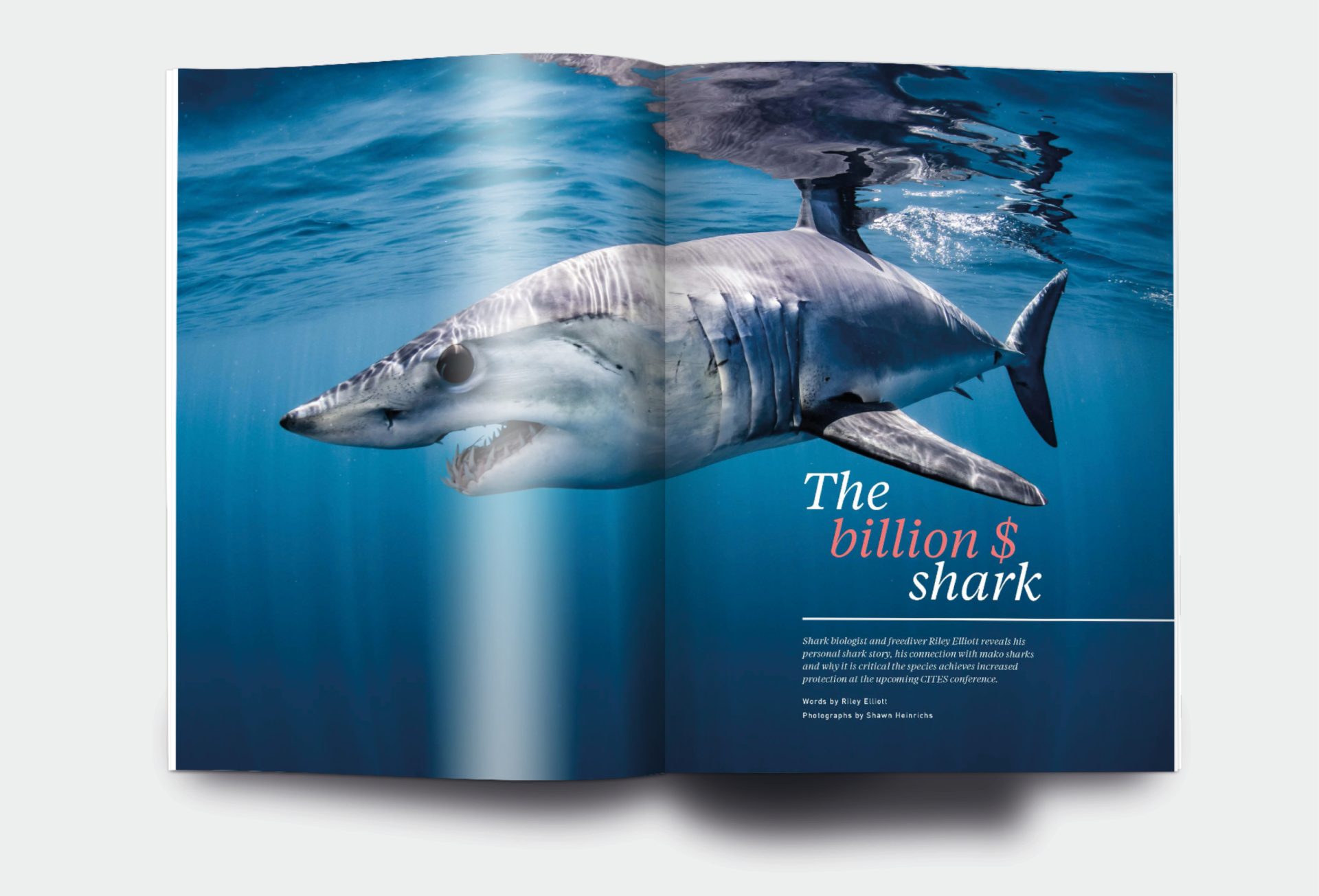 Oceanographic Magazine / Issue Eight / The billion $ shark