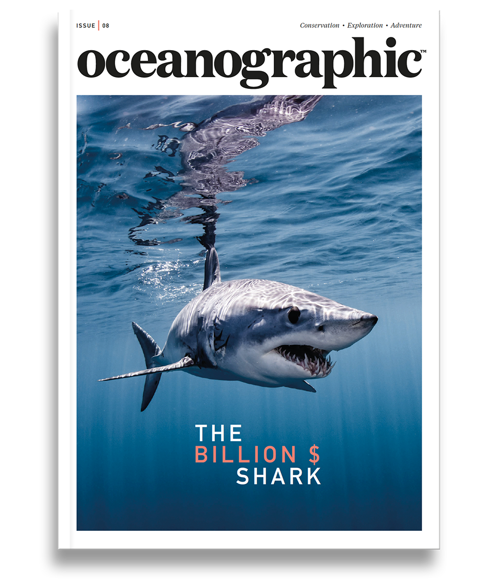 Oceanographic Magazine / Issue Eight / The billion $ shark