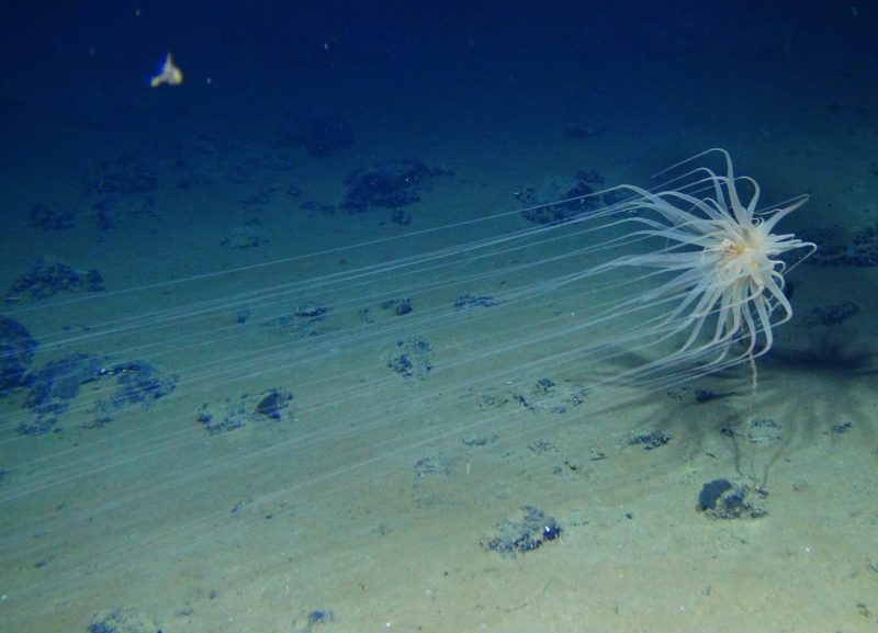 Reconnecting with the deep sea: Discovering what lives on the ocean ...