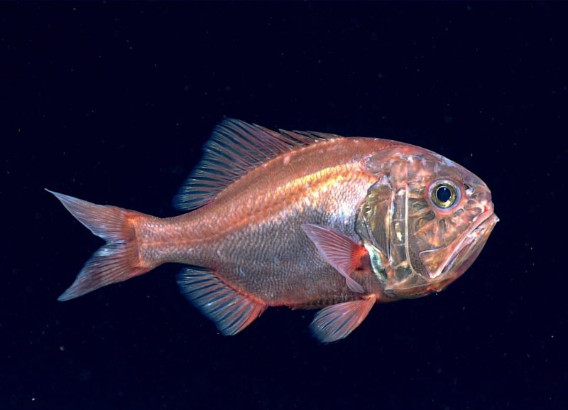 Reconnecting with the deep sea: Discovering what lives on the ocean ...