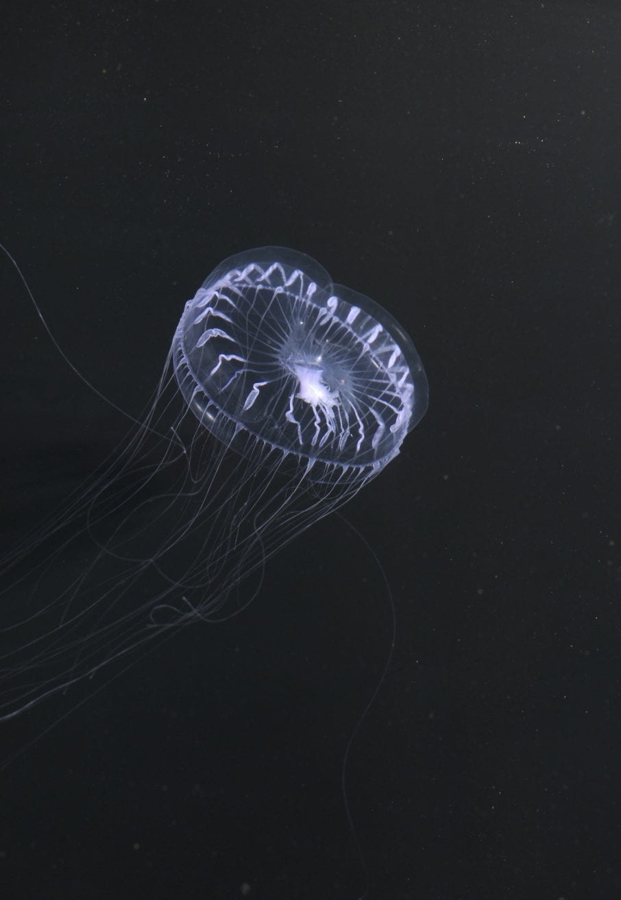 Reconnecting with the deep sea: Discovering what lives on the ocean ...