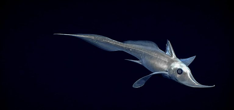 Reconnecting with the deep sea: Discovering what lives on the ocean ...