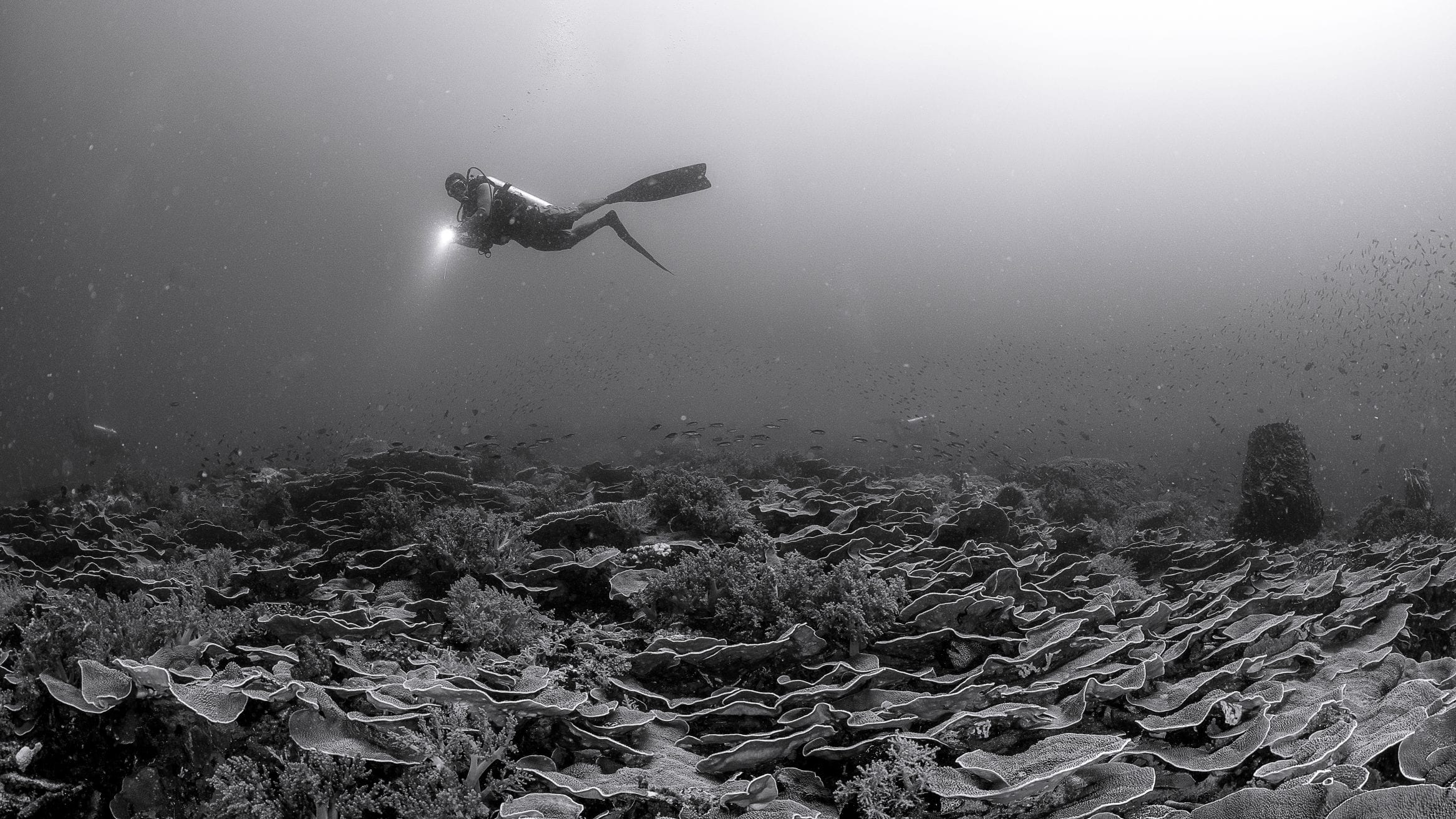 Finding hope for the survival of ocean corals - Oceanographic