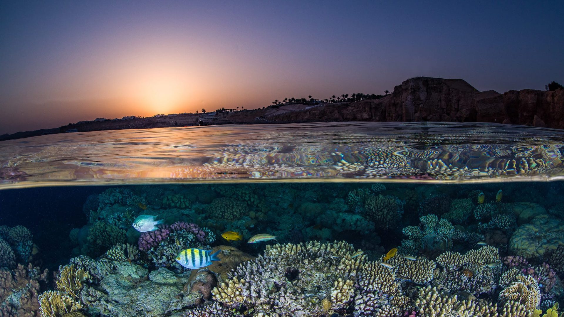 Egypt adopts Green Fins environmental standards to protect coral reefs ...