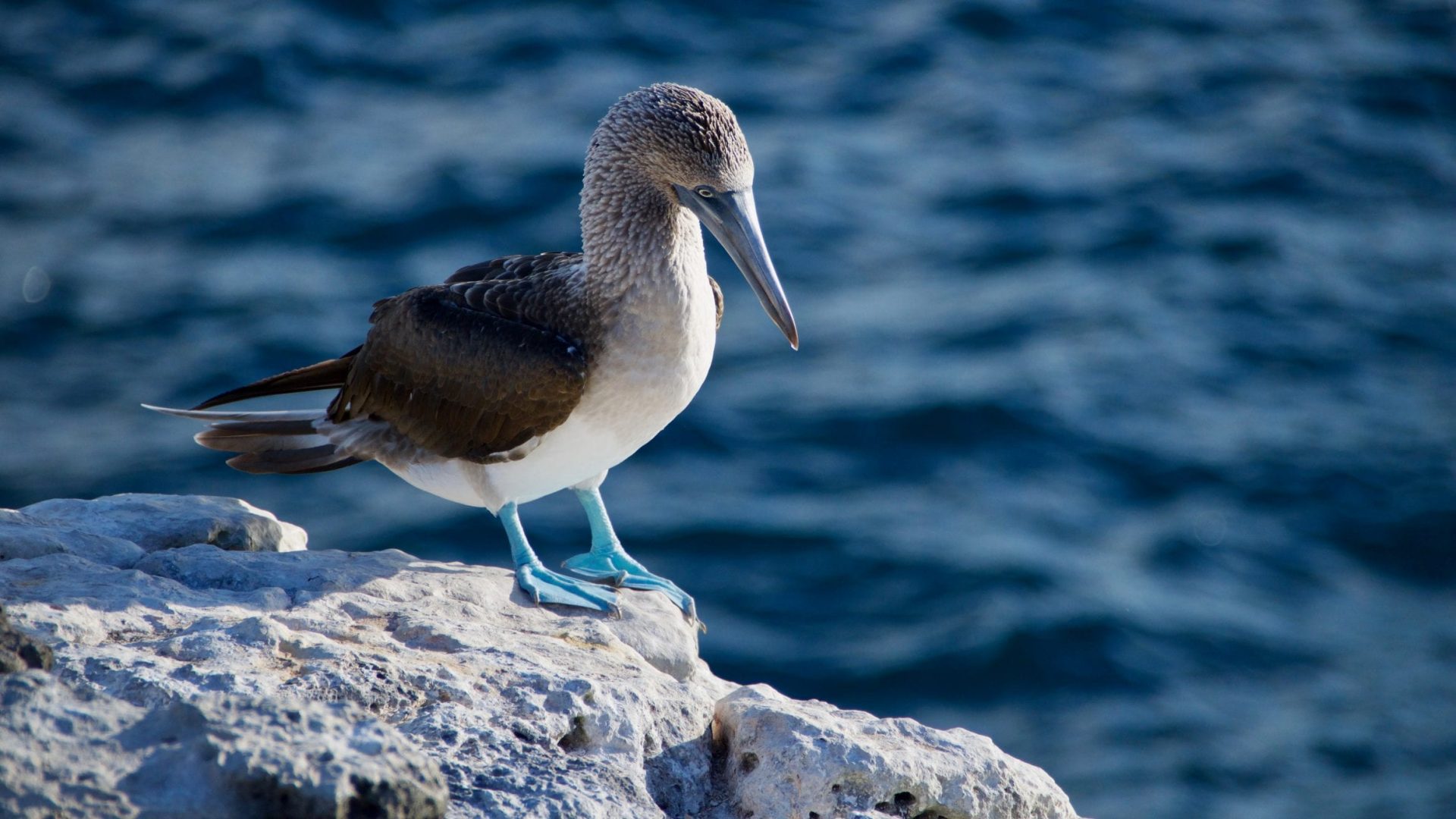 UK announces formation of Global Ocean Alliance to help safeguard the ...