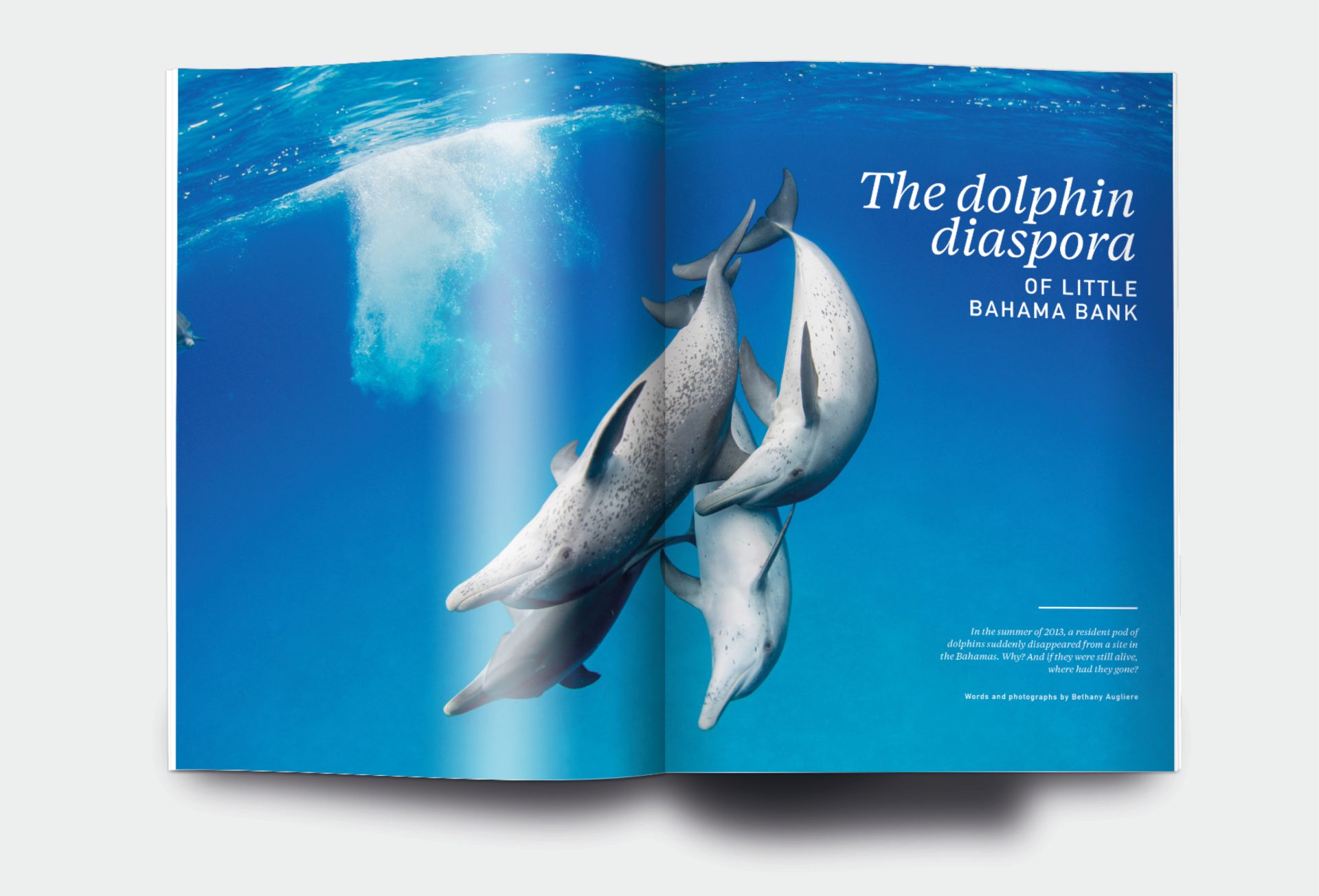 Oceanographic Magazine / Issue Nine / Dancing with orcas
