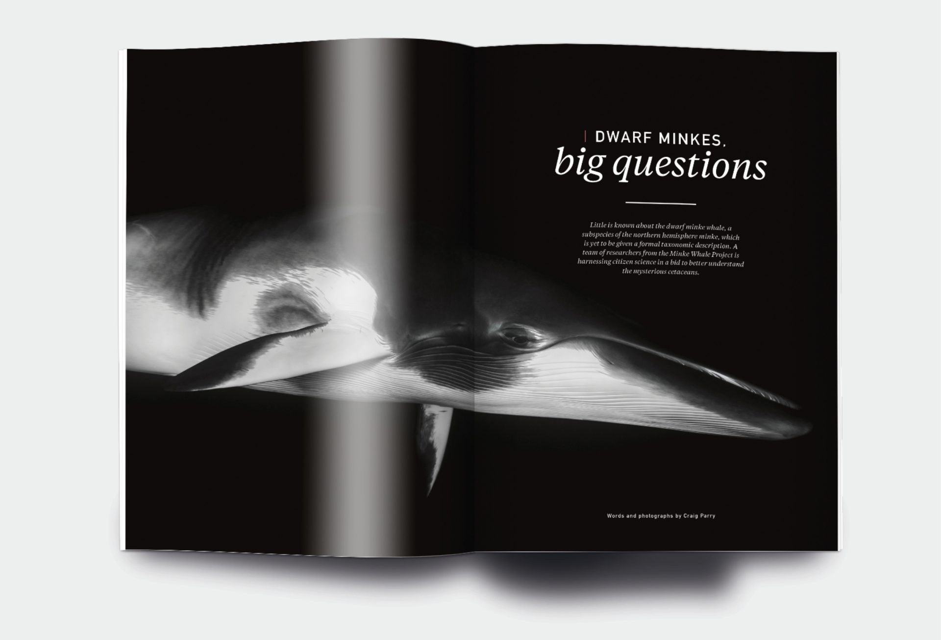 Oceanographic Magazine / Issue Nine / Dancing with orcas