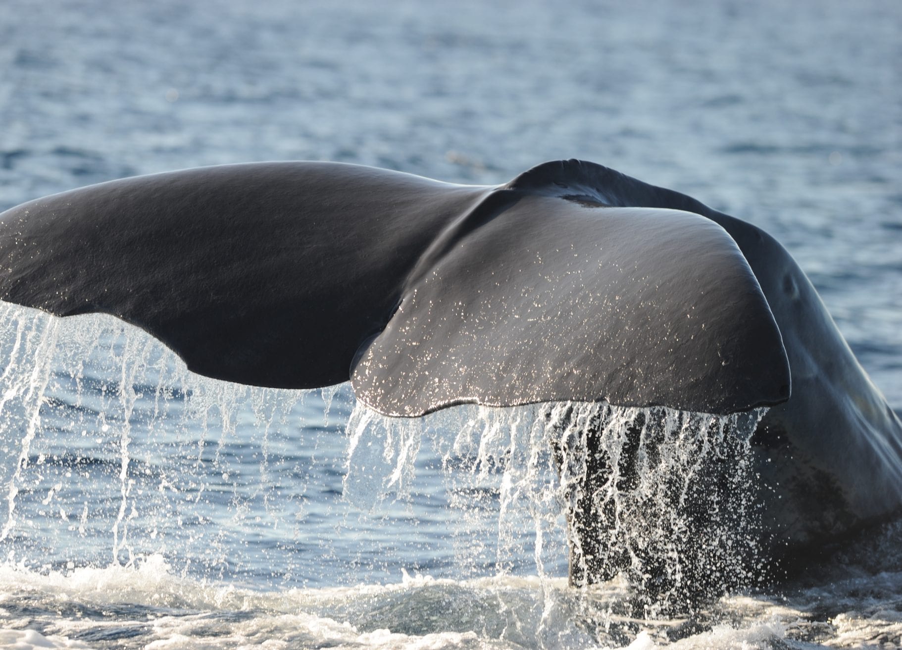 Listening to the ocean: Understanding noise pollution in our seas ...