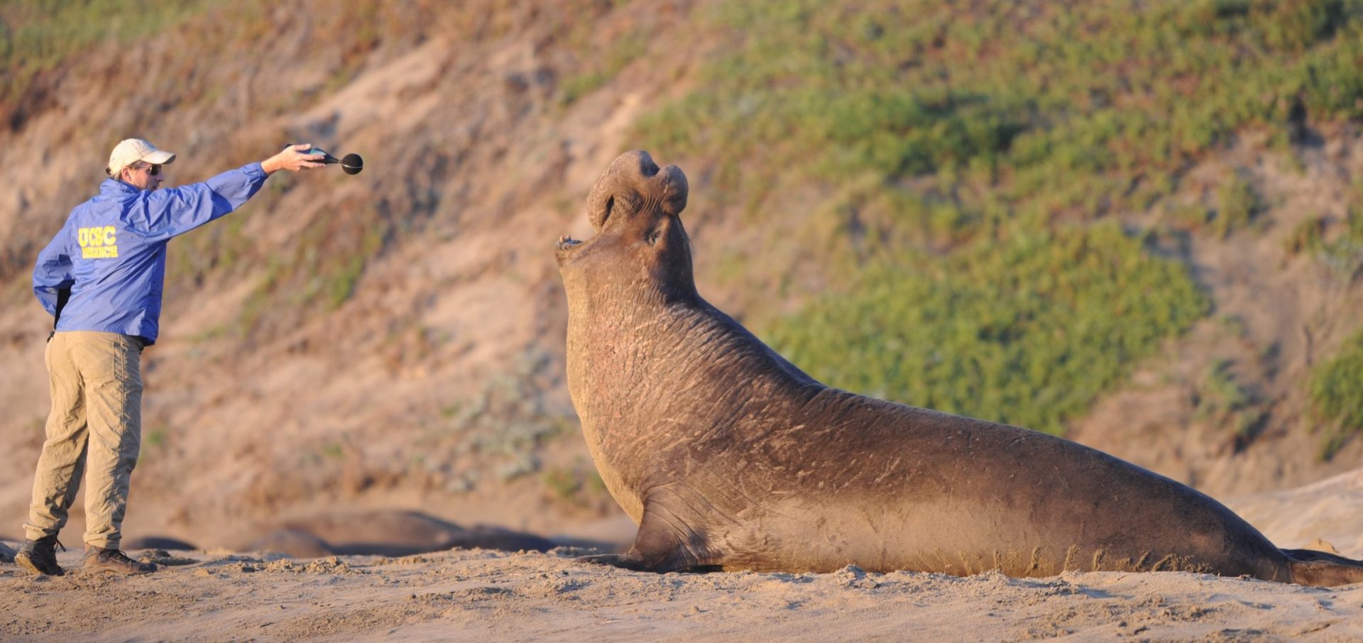 Listening to the ocean: Understanding noise pollution in our seas ...