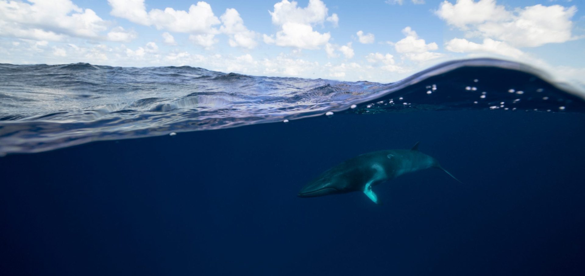 The dwarf minke whale migration through the Ribbon Reefs
