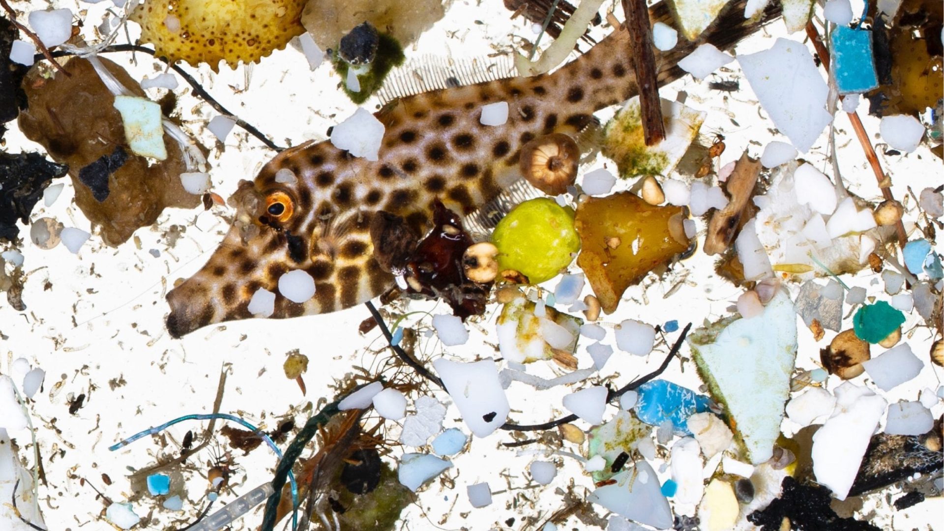 Baby fish are surrounded by and consuming man-made ocean plastic