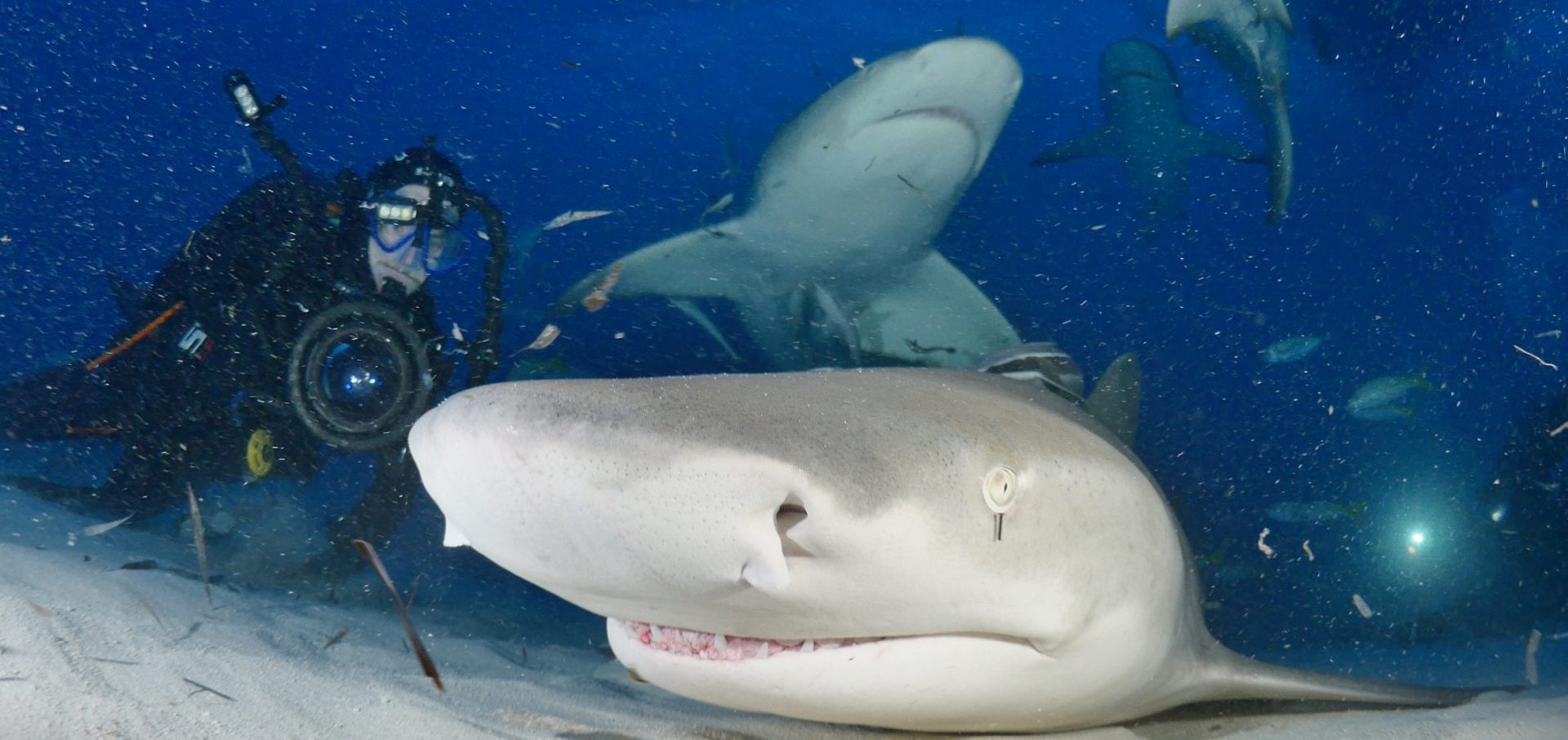 A friend in need: Documenting the good nature of marine animals