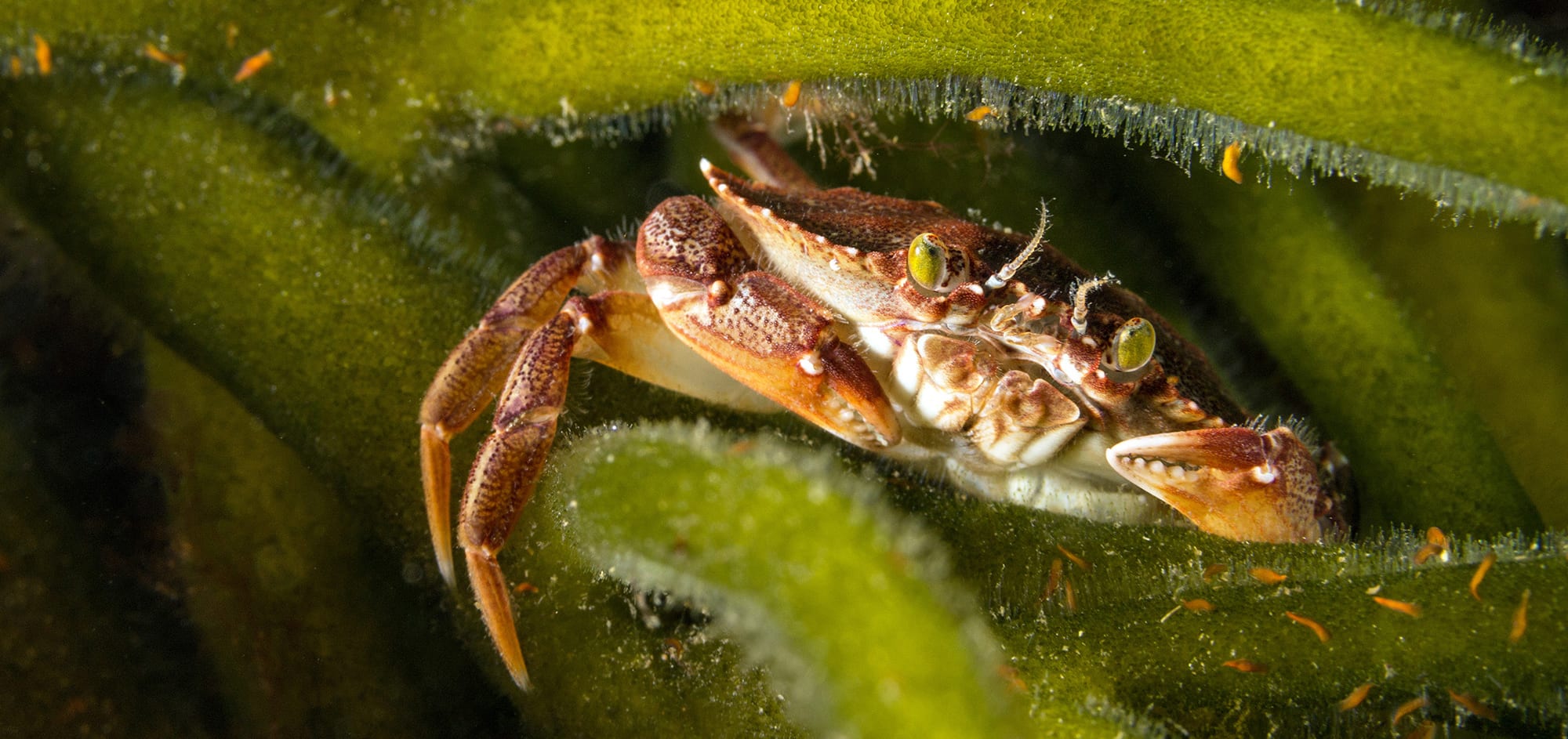 Adventures in the homeland: Scuba diving around Canada - Oceanographic