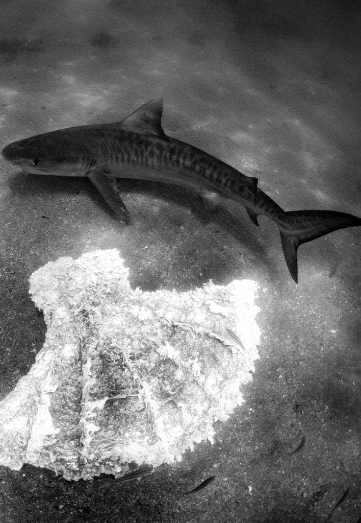 Where tiger sharks roam: Feasting on a whale carcass in Exmouth Gulf