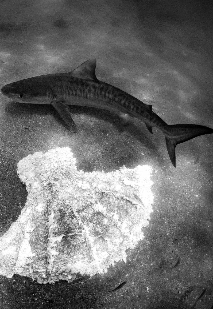 Where tiger sharks roam: Feasting on a whale carcass in Exmouth Gulf