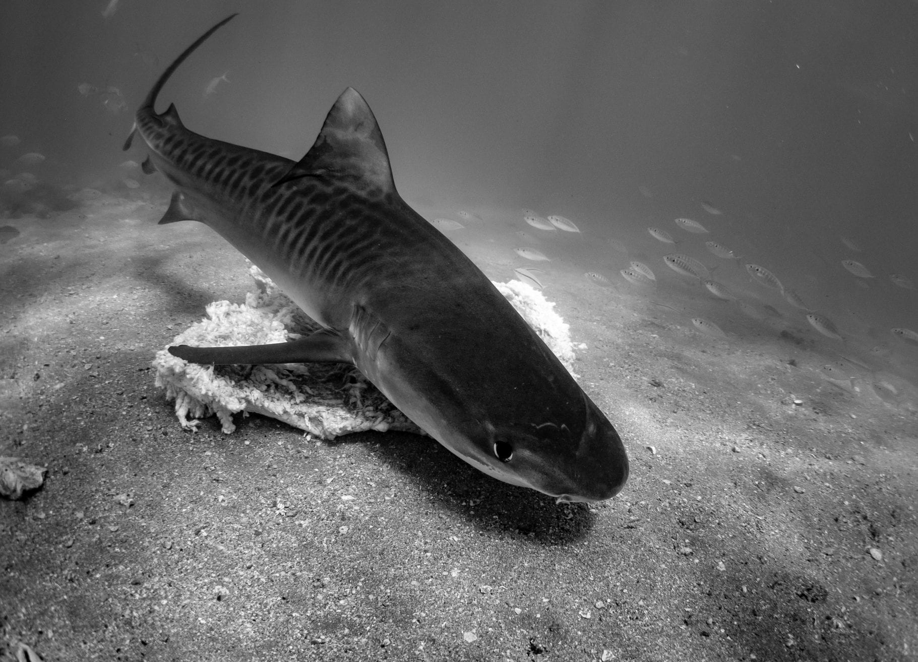 Where tiger sharks roam: Feasting on a whale carcass in Exmouth Gulf