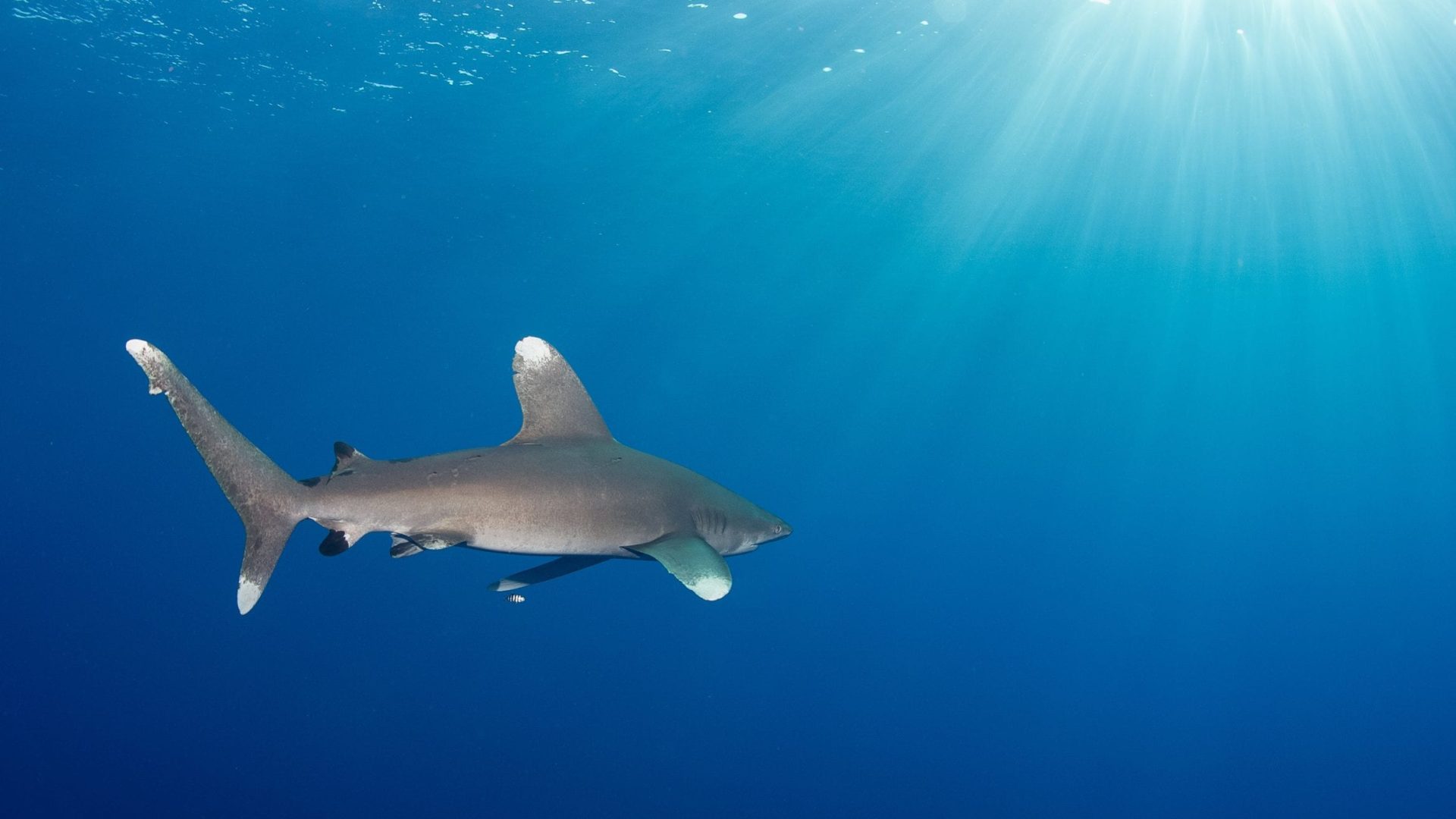 Scientific analysis reveals Oceanic whitetip shark population in ...