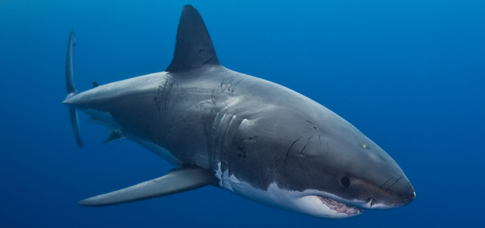 Uncovering the role the UK plays in the shark finning industry