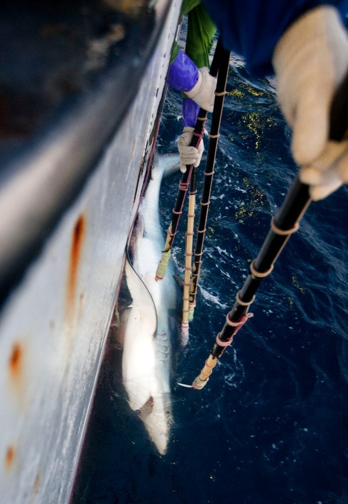 Uncovering the role the UK plays in the shark finning industry