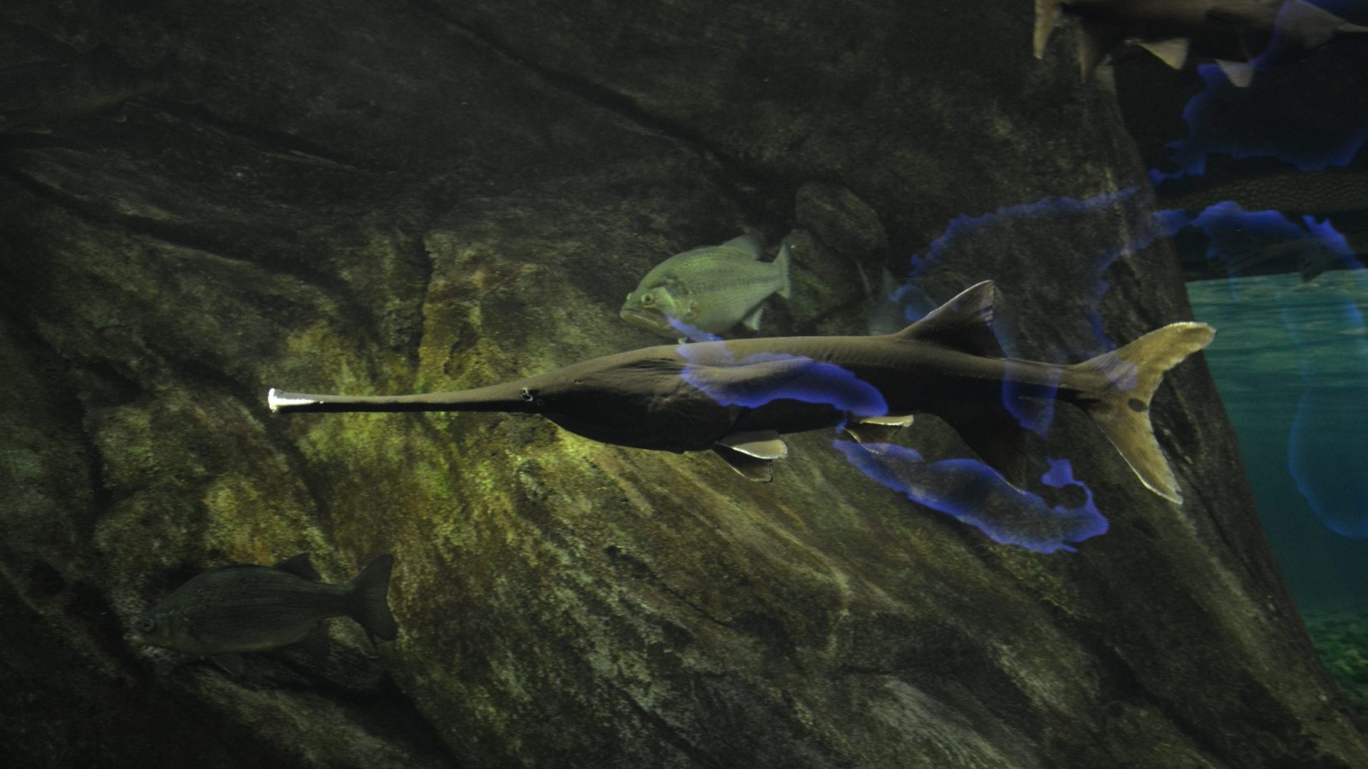 Study declares ancient Chinese paddlefish extinct - Oceanographic