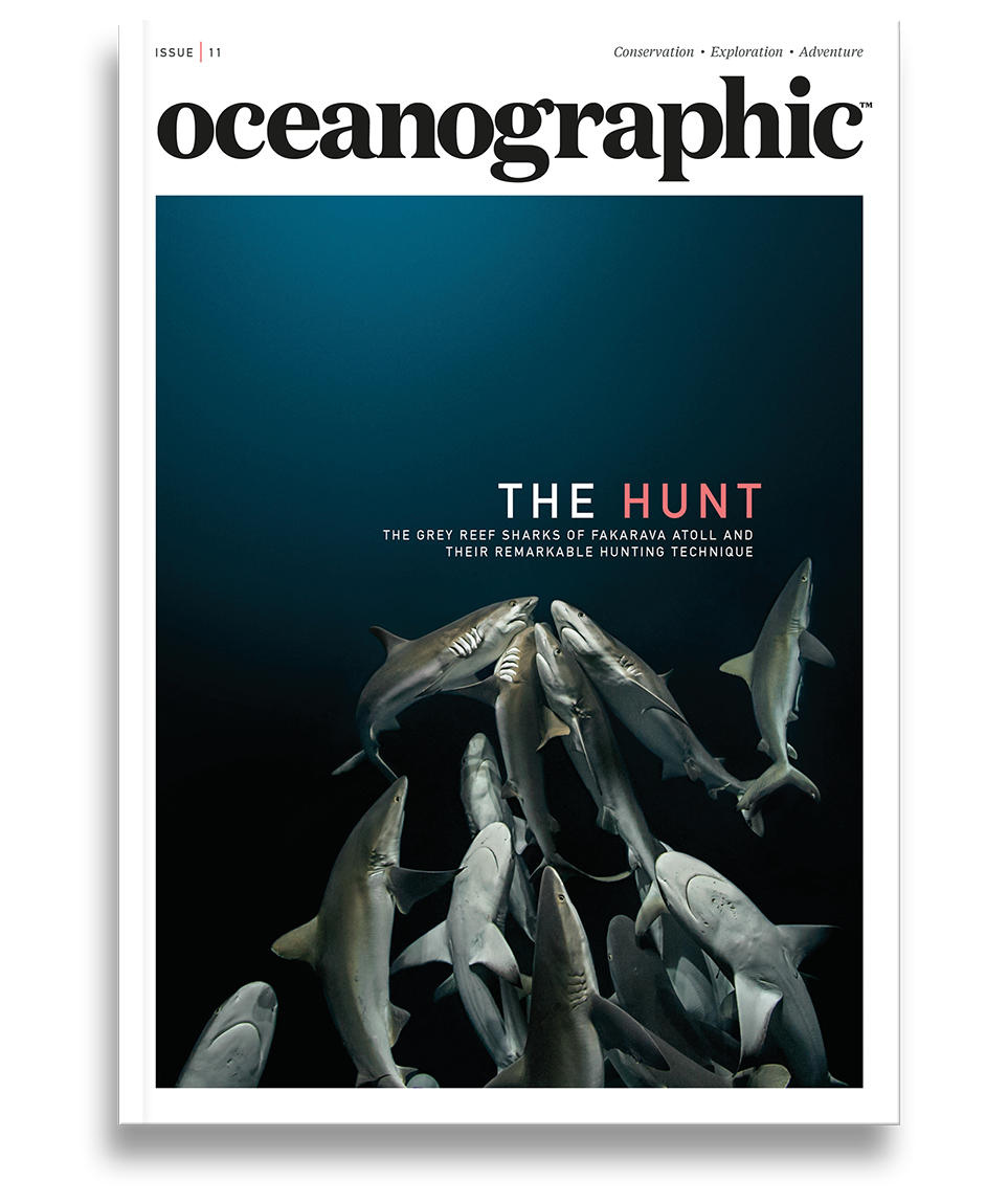 Issue Eleven / The hunt - Oceanographic Magazine