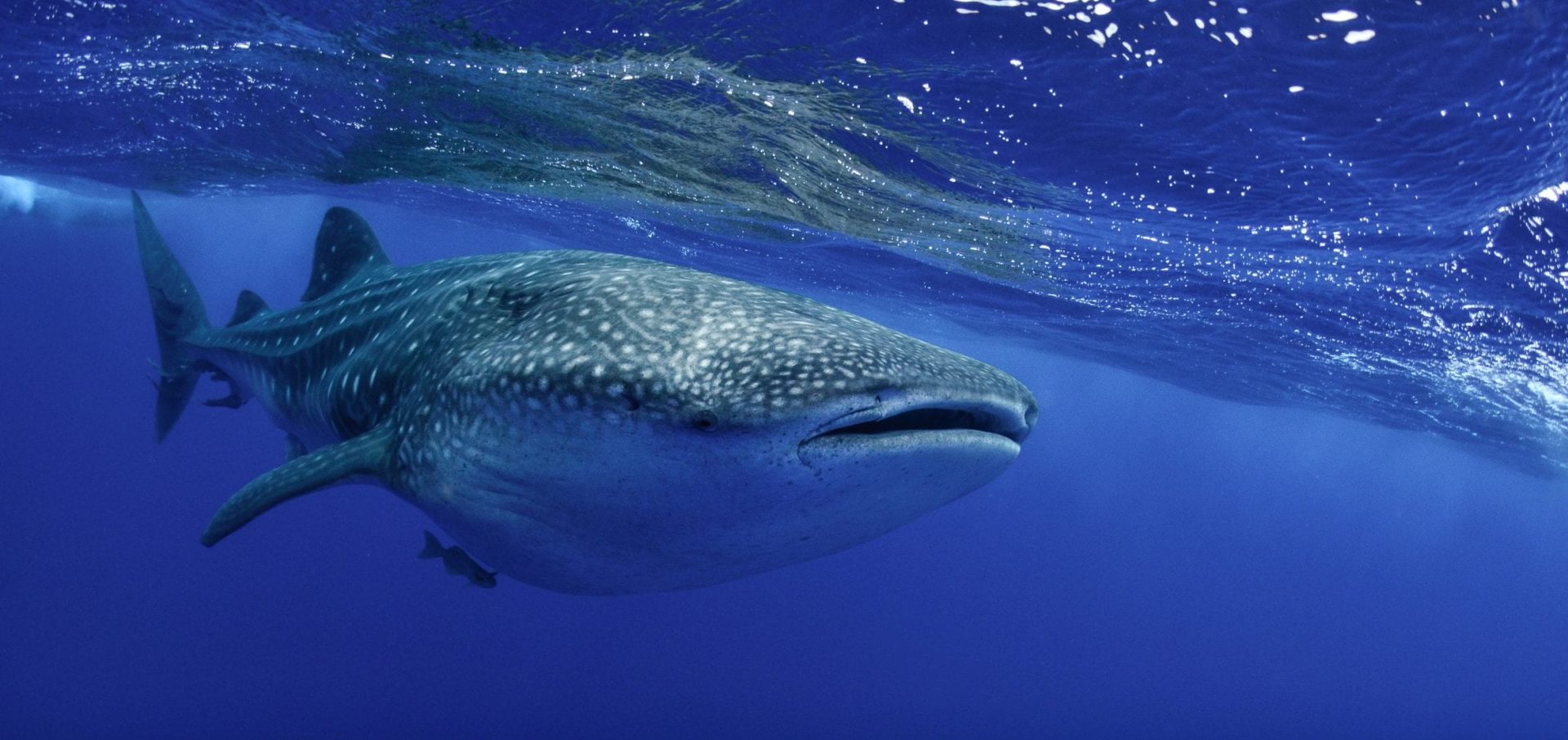 Saint Helena Island: A dot in the South Atlantic - Oceanographic