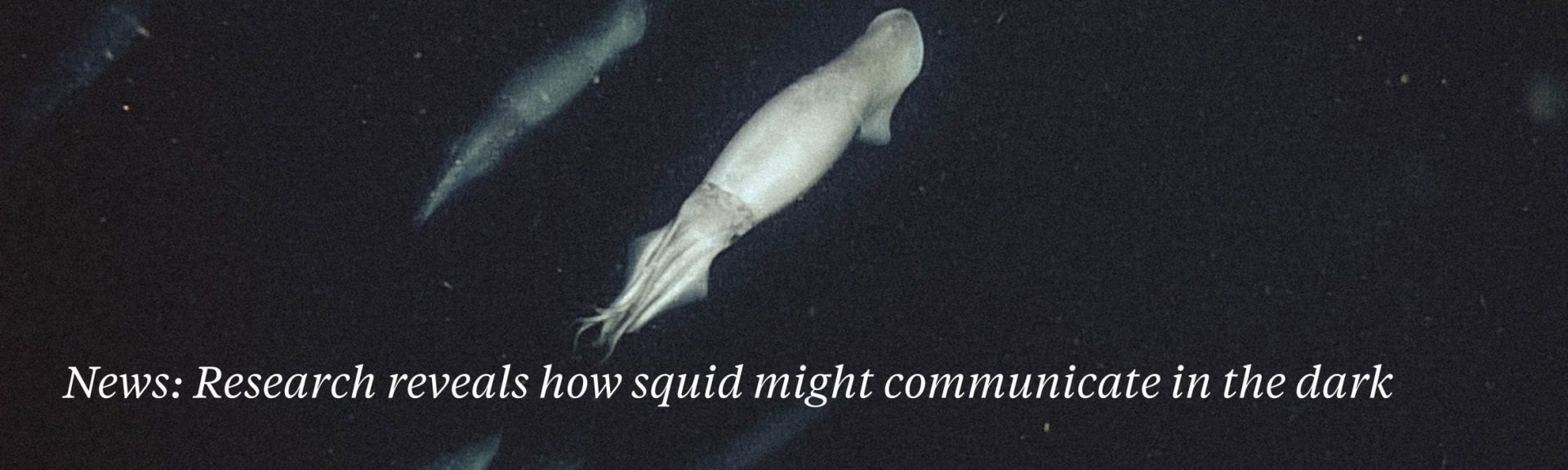 Deep-sea fish seasonal migration documented for first time by ...