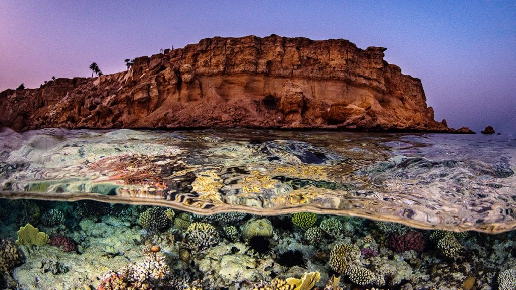 Researchers call for 4000km of Red Sea coral reefs to be declared ...