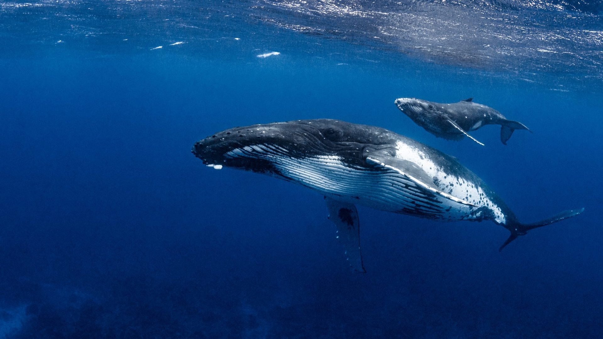 KAUST Researchers lay out roadmap for the planet's marine life to ...