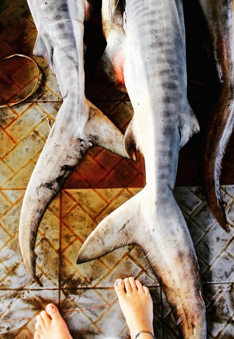 The shark defender: In conversation with Project Hiu founder, Madison ...