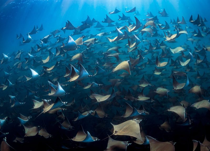Protecting Baja's devils: The conservation of Mexico’s mobula ray ...