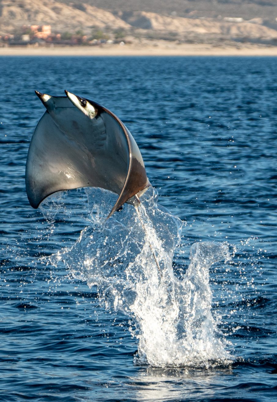 Protecting Baja's devils: The conservation of Mexico’s mobula ray ...